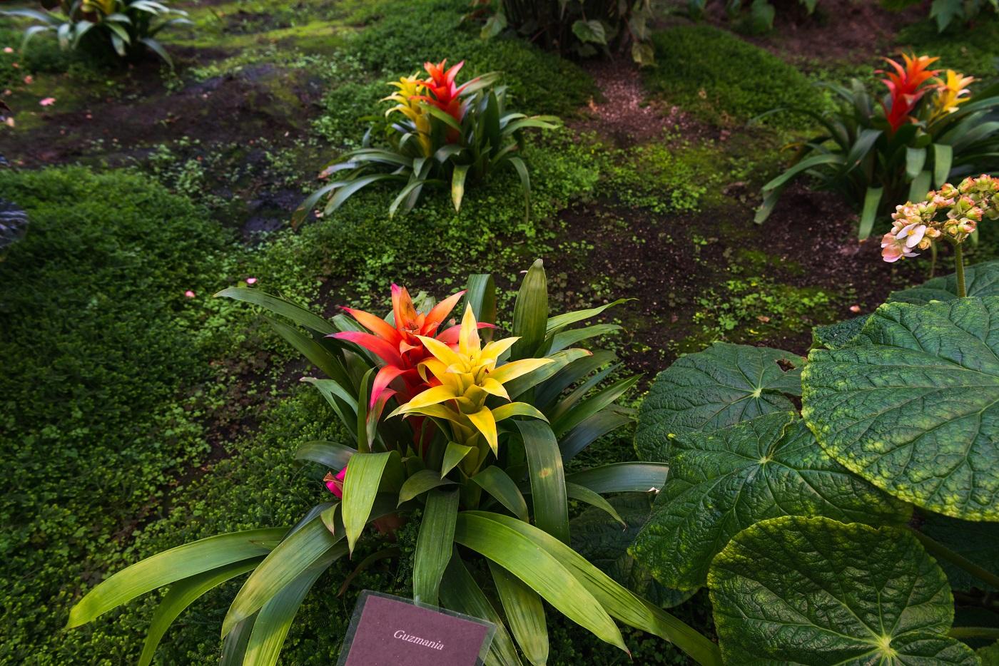 Guzmánie jazýčkovitá – pěstování, péče, škůdci - Slevove.cz